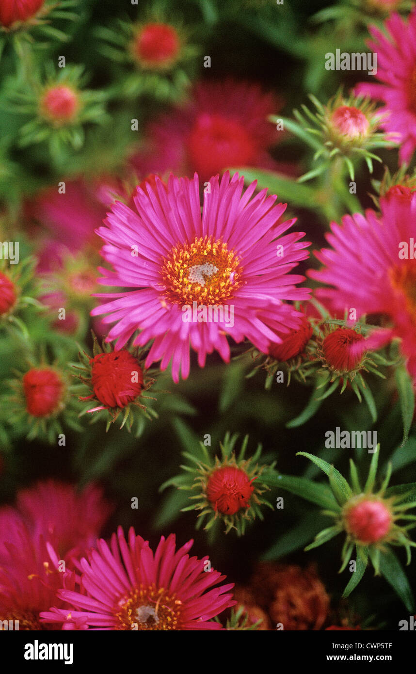 Aster novae angliae 'Alma polschke', Aster Stock Photo - Alamy