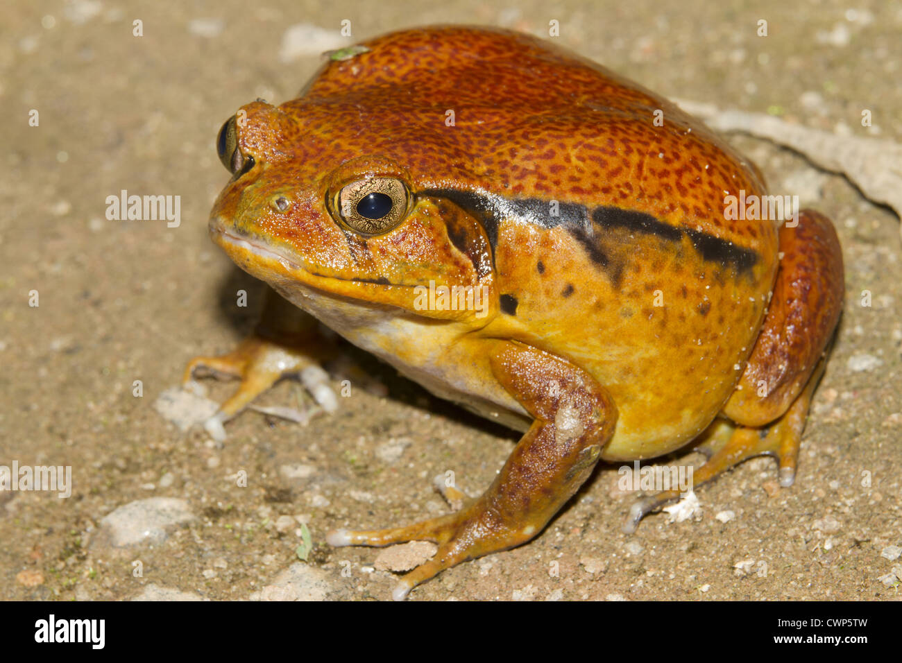 Madagascan tomato frogs hi-res stock photography and images - Alamy