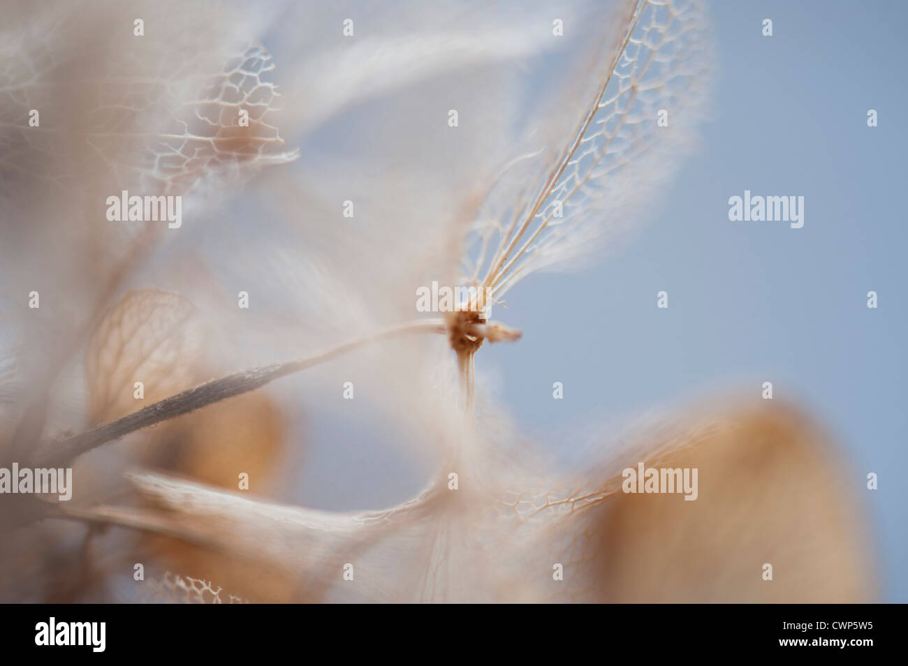 Husk Husks High Resolution Stock Photography and Images - Alamy