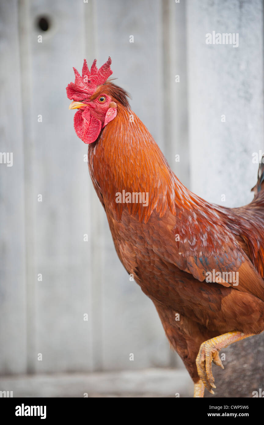 Rooster standing on one leg Stock Photo - Alamy