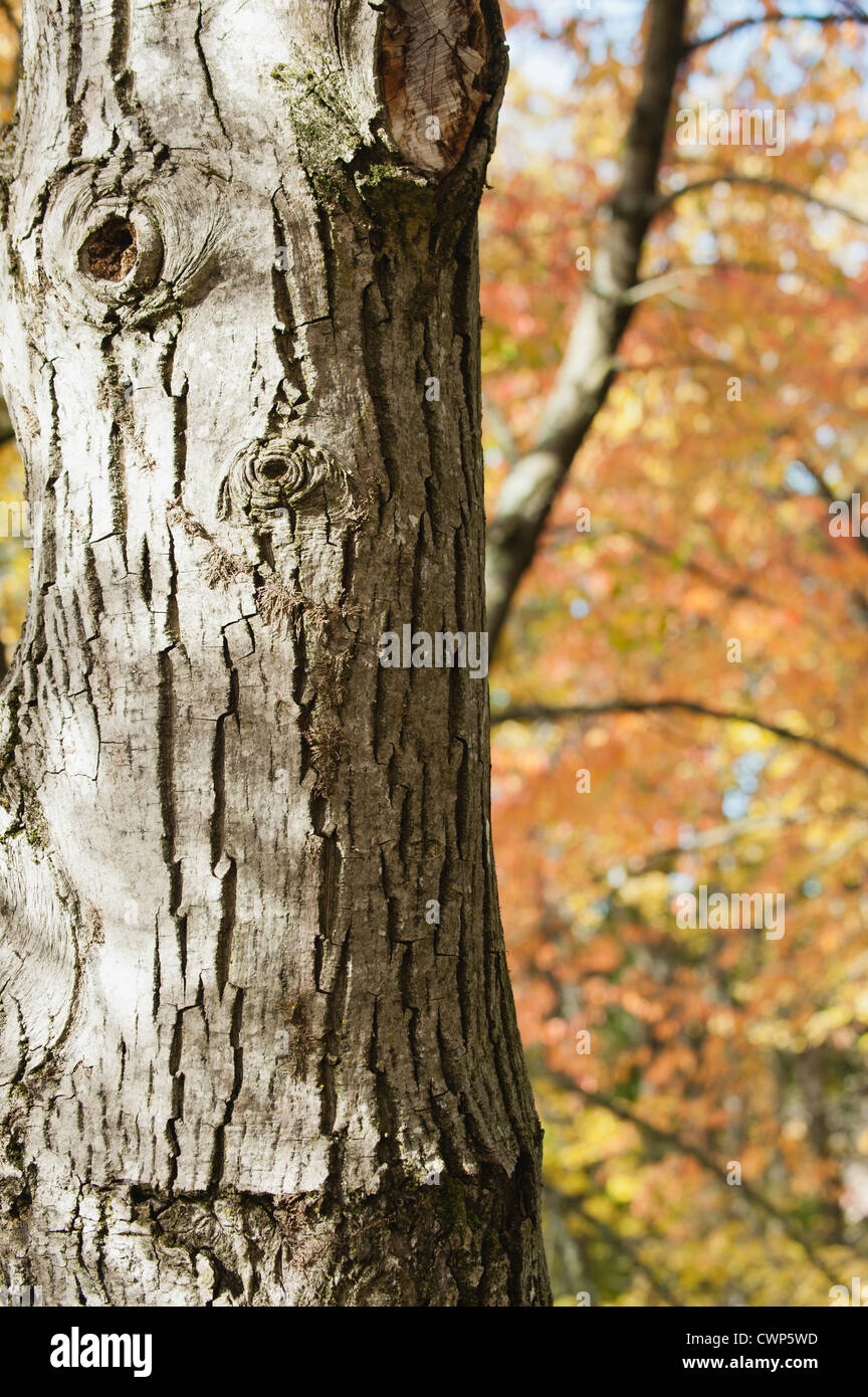 Tree trunk, close-up Stock Photo - Alamy