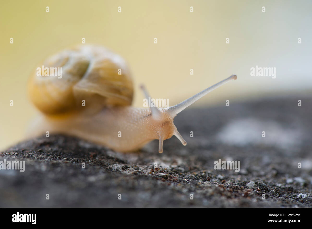 Crawling snail without shell hi-res stock photography and images - Alamy