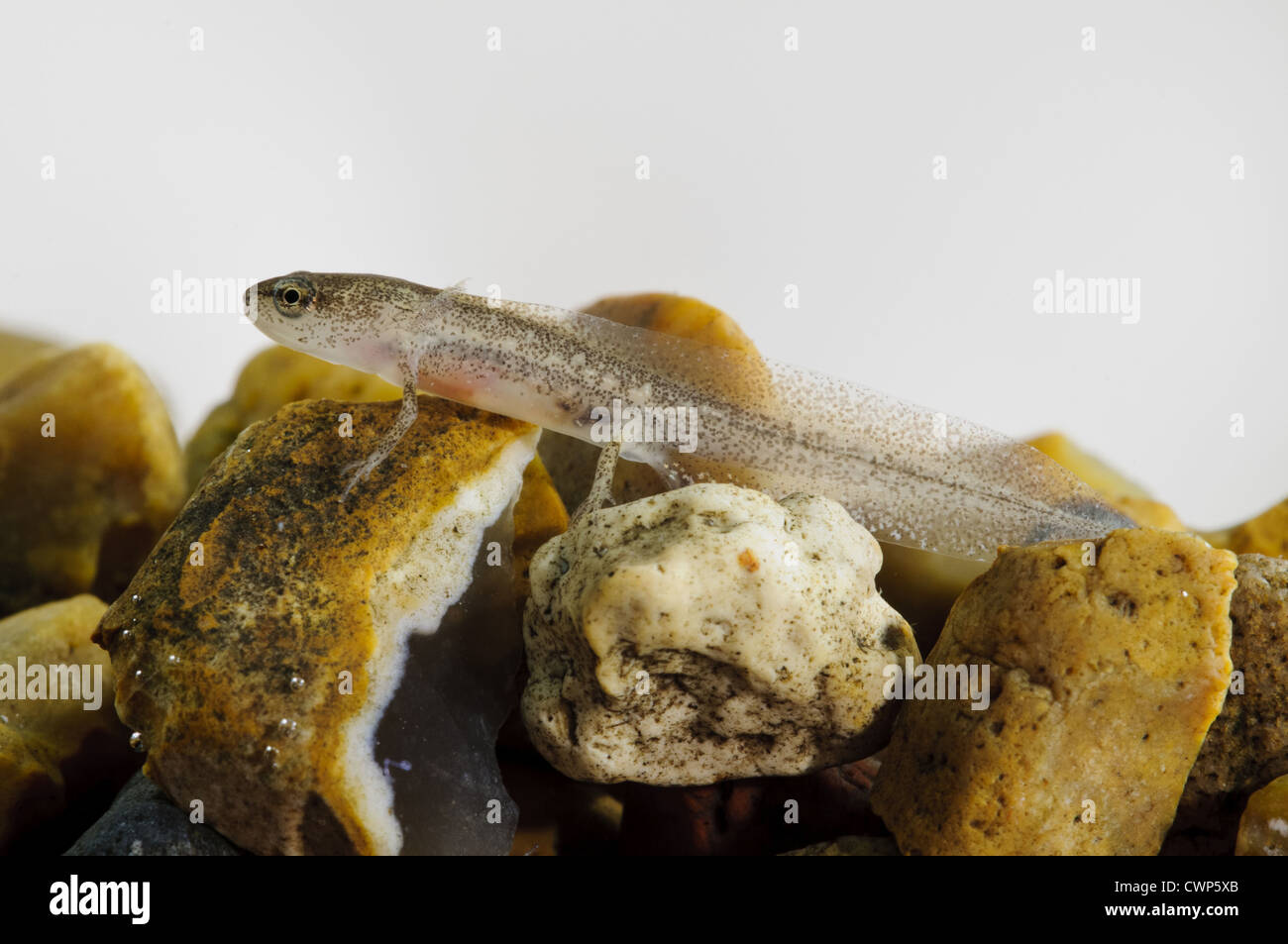 Palmate Newt (Lissotriton helveticus) larva, resting on gravel ...