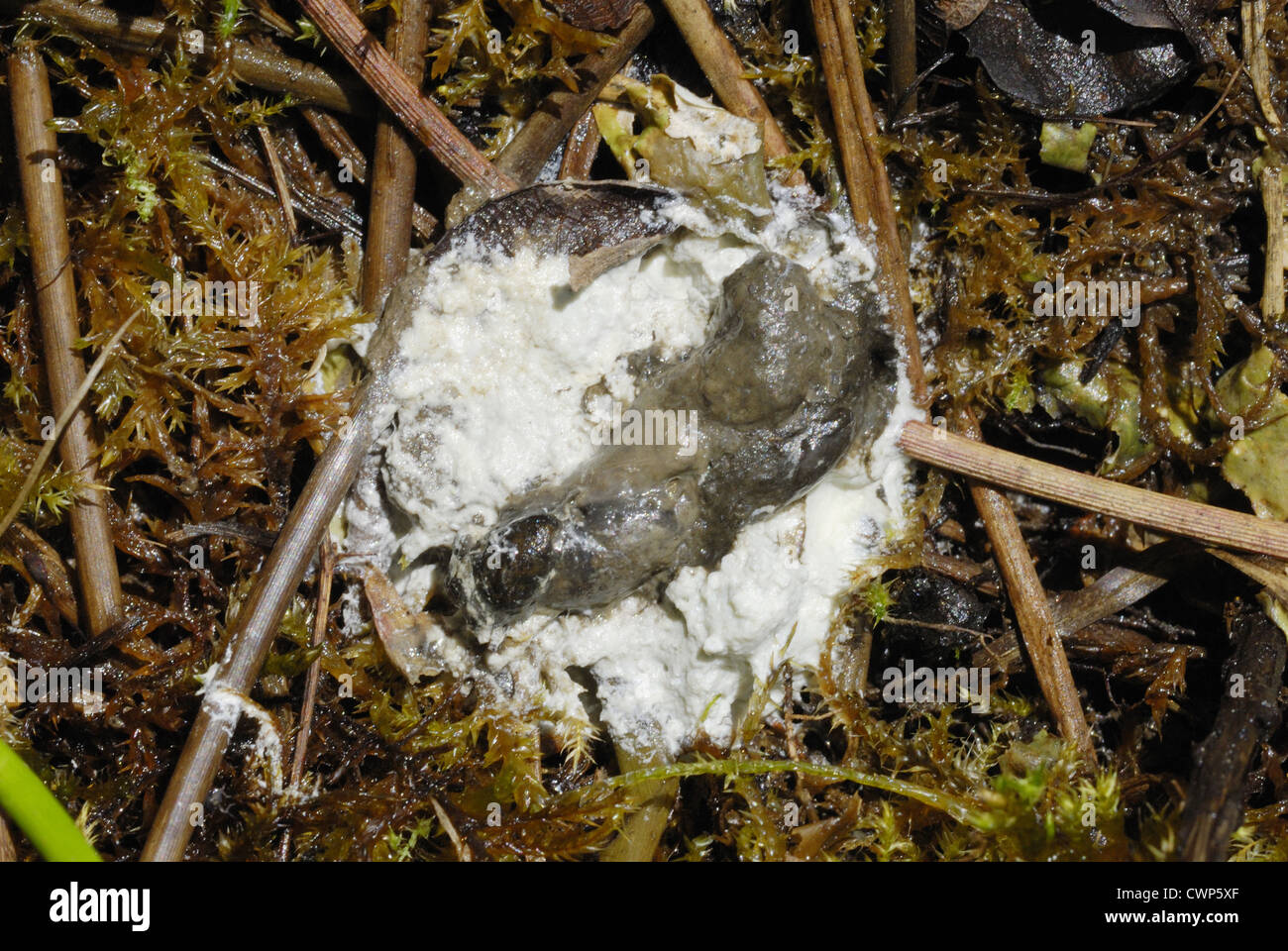 Grass Snake (Natrix natrix) faeces, Parc Slip Nature Reserve, Bridgend ...