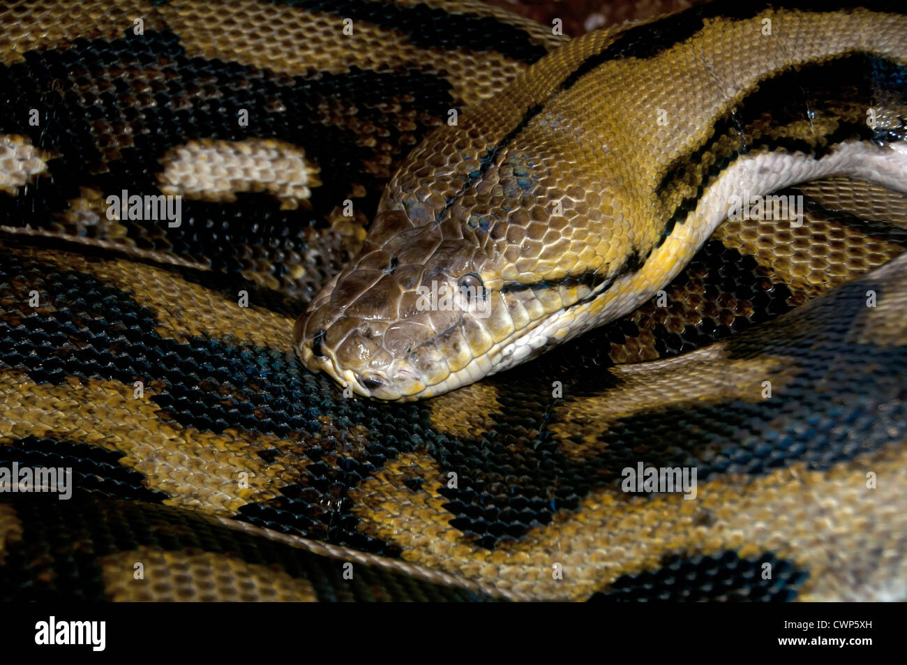Reticulated Python (Python reticulatus) adult, close-up of head ...