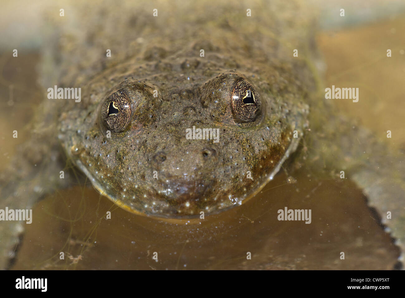 Yellow-bellied Toad (Bombina variegata) adult, close-up of head, at ...