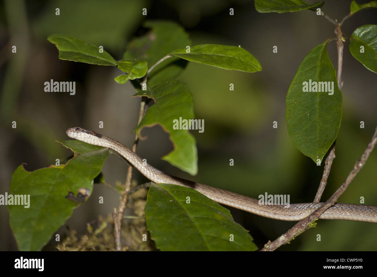 Forest Night Snake (Ithycyphus goudoti) adult, in tree at night ...