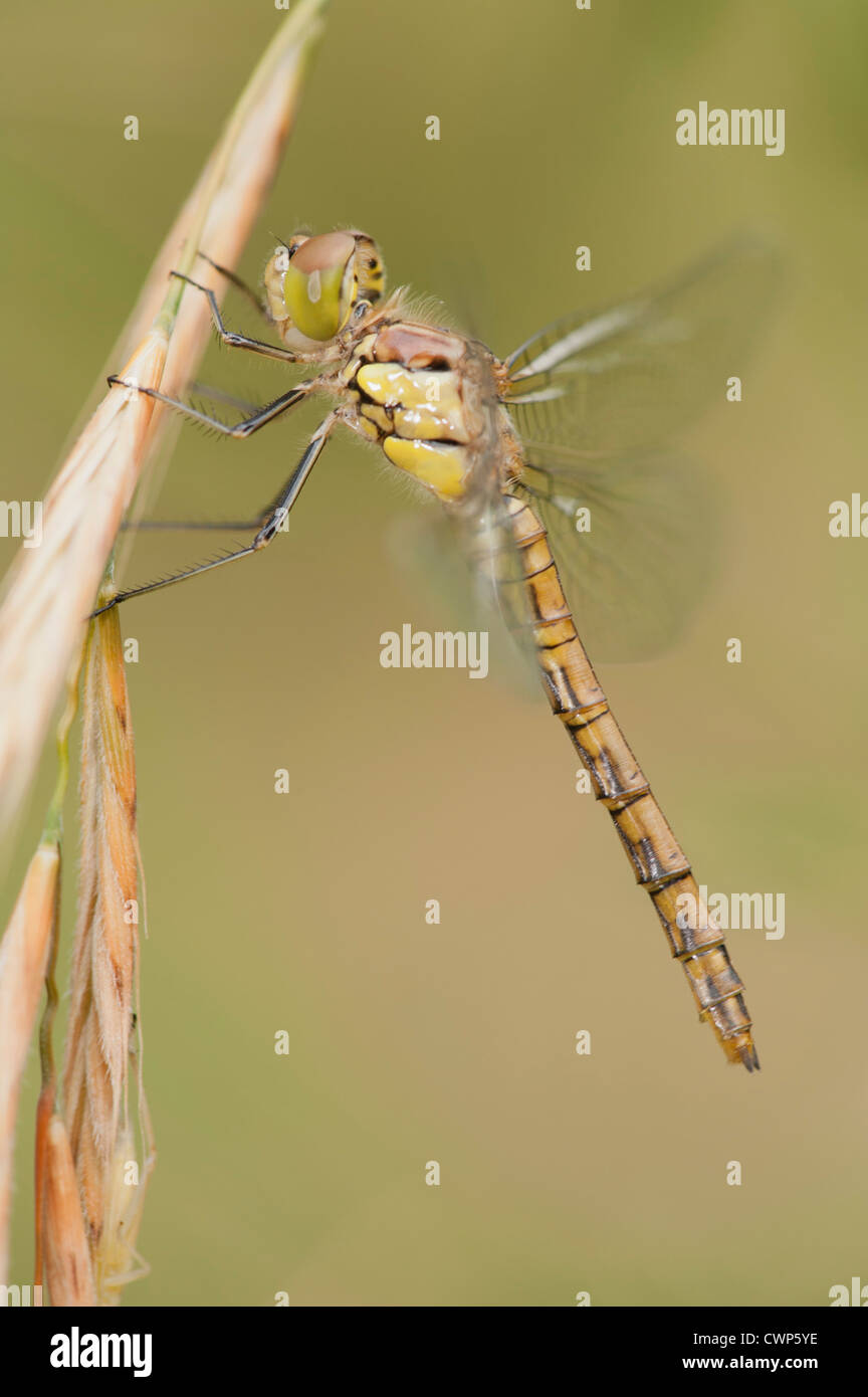 Perching on plant hi-res stock photography and images - Alamy