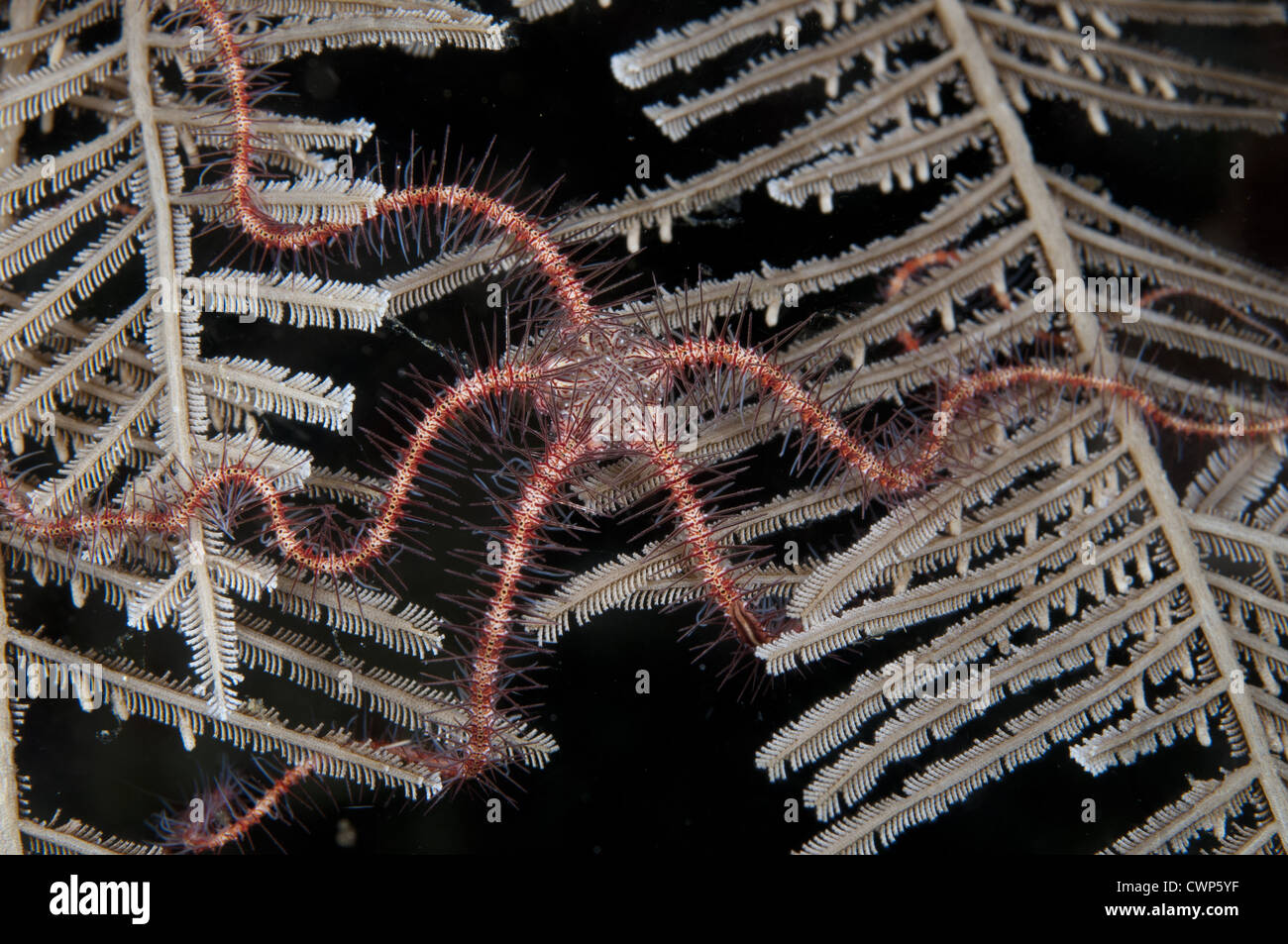 Brittlestars ophiothrix sp hi-res stock photography and images - Alamy