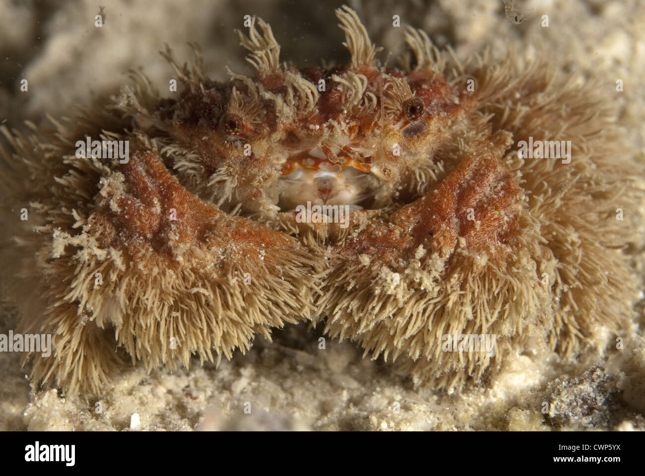 Vespertilio bat hi-res stock photography and images - Alamy