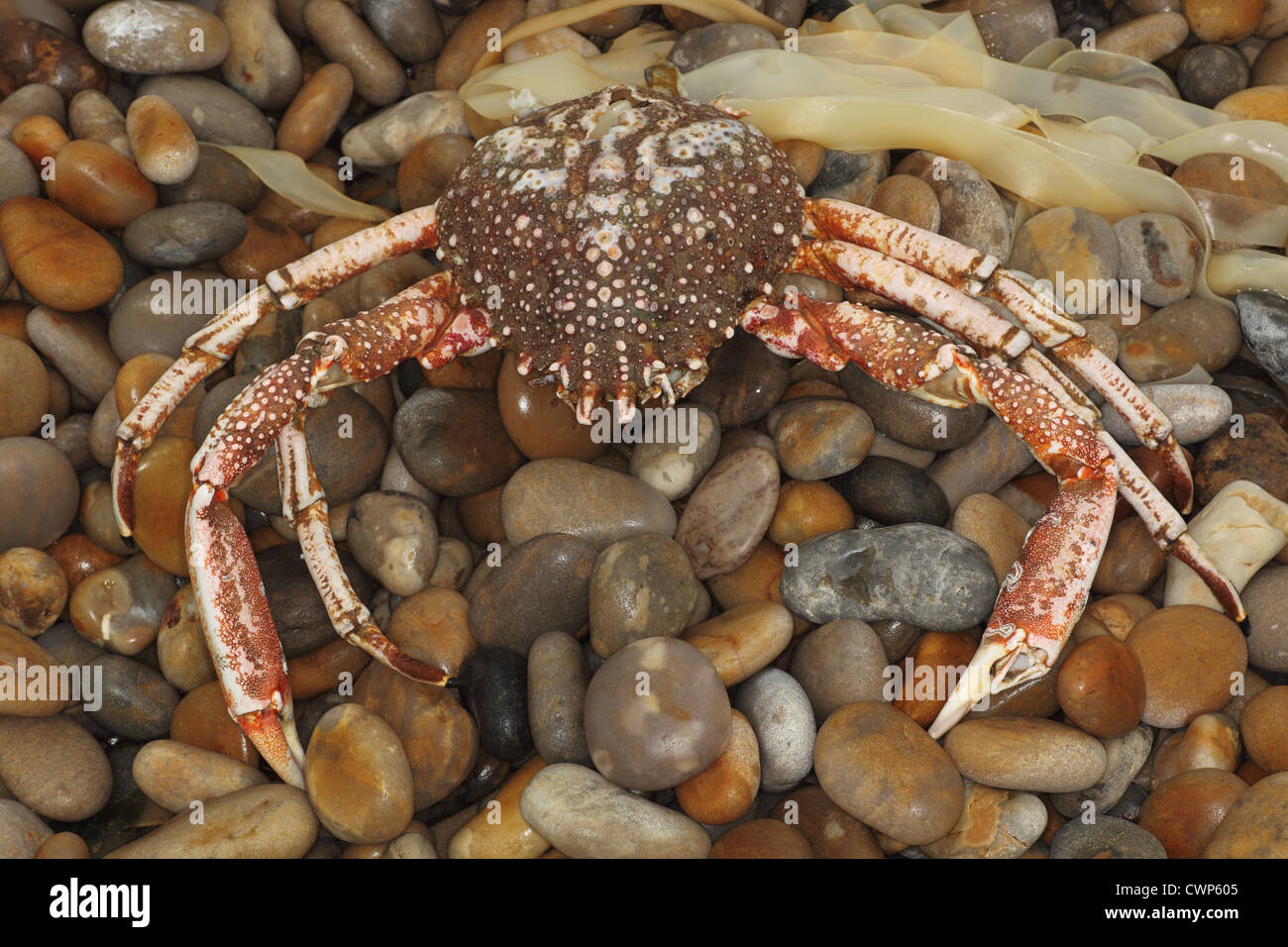 Spiny Spider Crab (Maia squinado) dead adult, washed up on beach ...