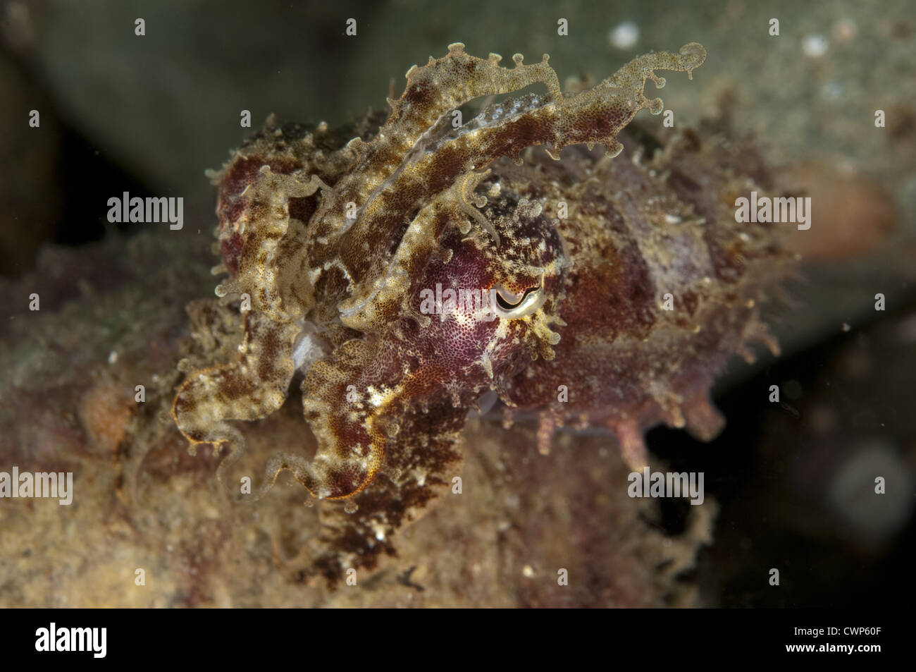 Needle Cuttlefish (Sepia aculeata) adult, Ambon Island, Maluku Islands ...
