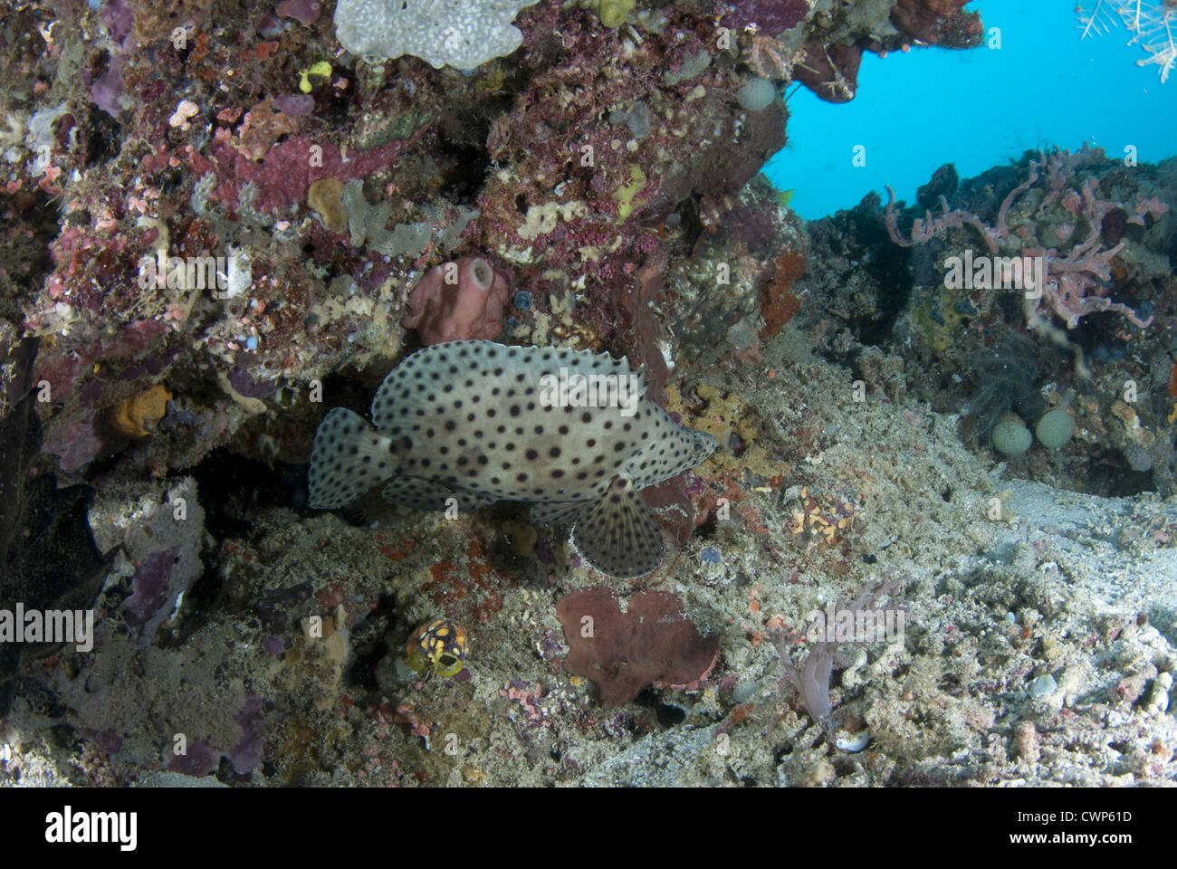Humpback Grouper (Cromileptes altivelis) adult, swimming over reef, Gam ...