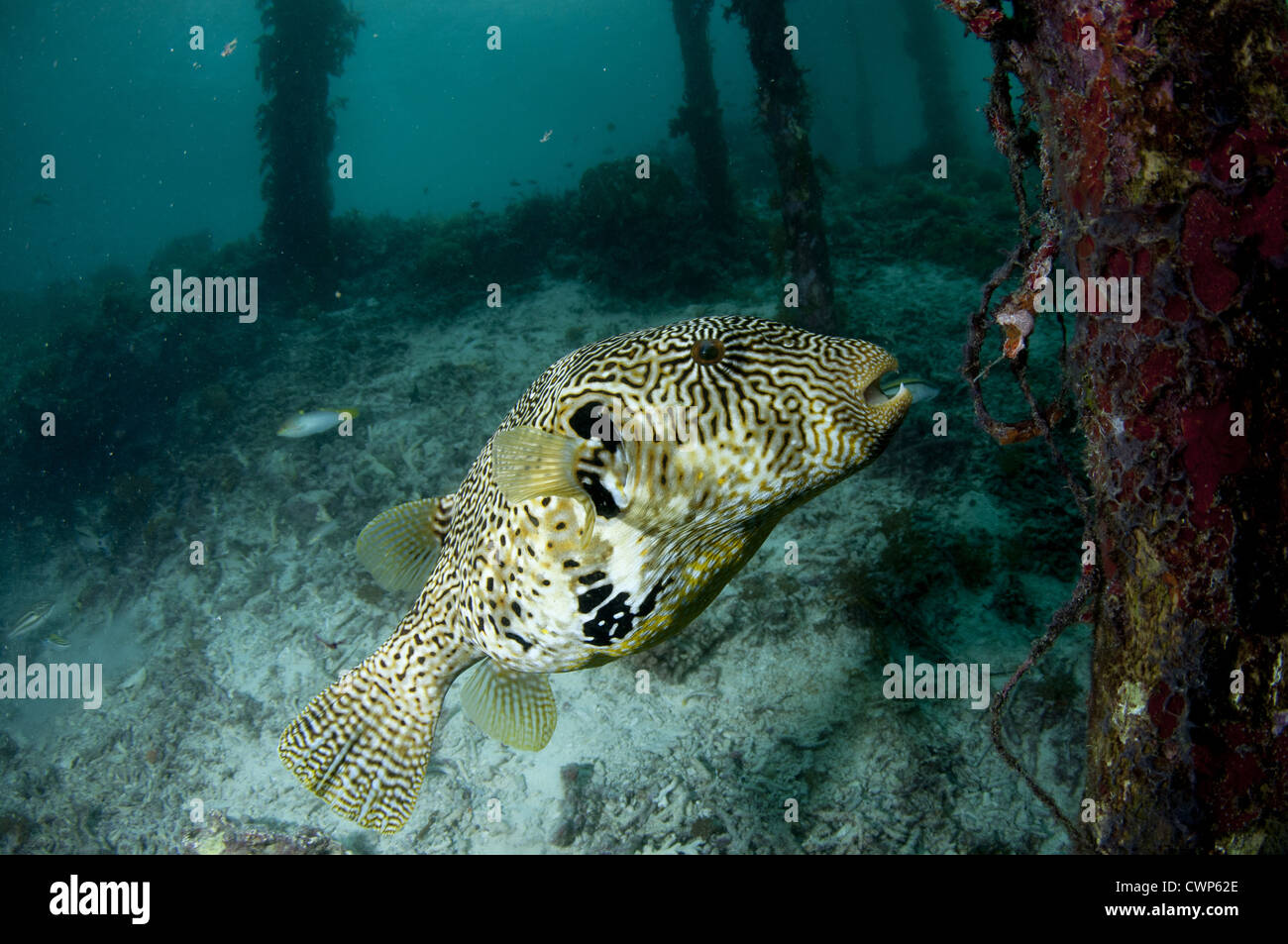 Mappa oceania hi-res stock photography and images - Alamy