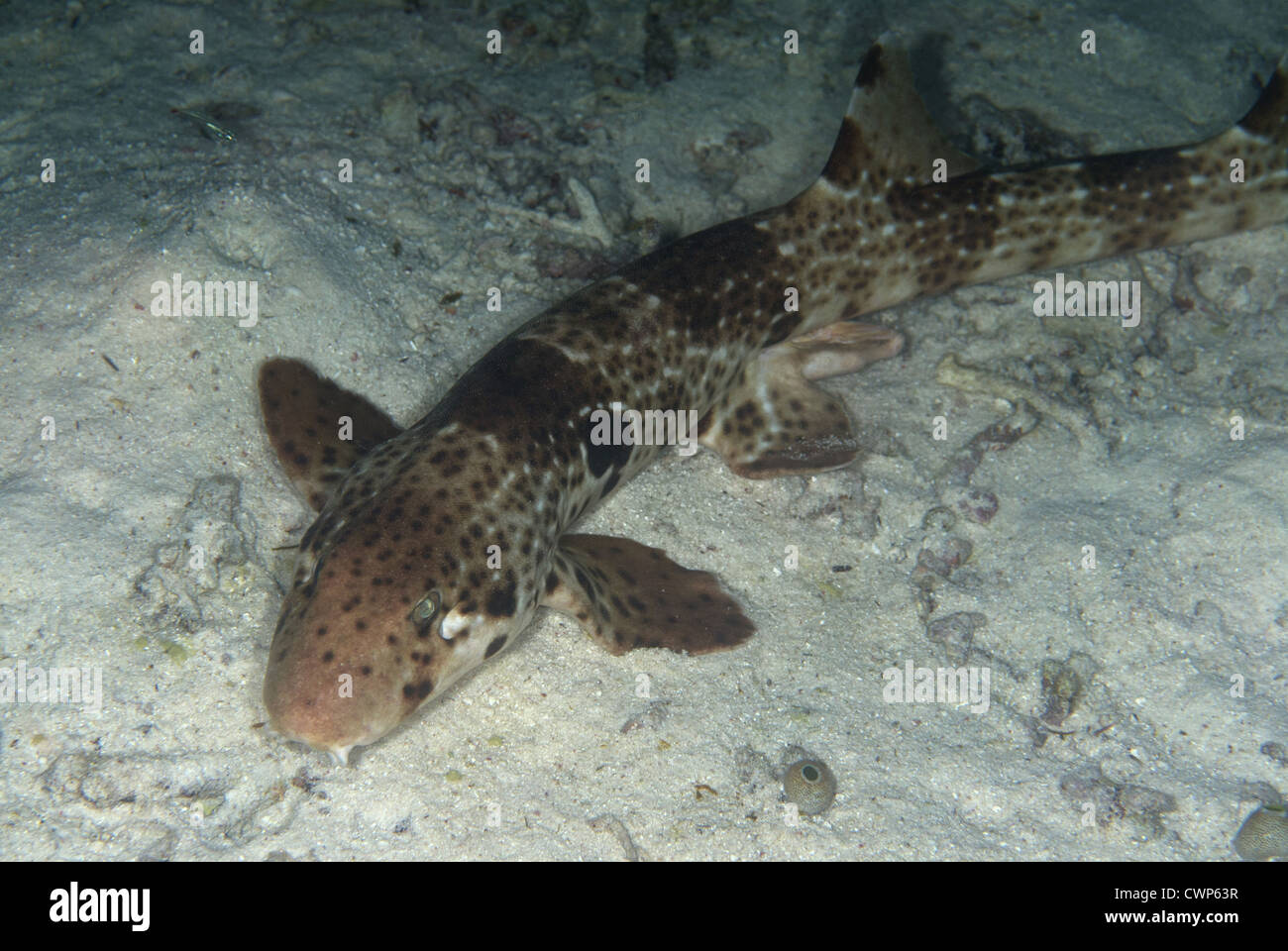 Indonesian speckled carpet shark hi-res stock photography and images ...