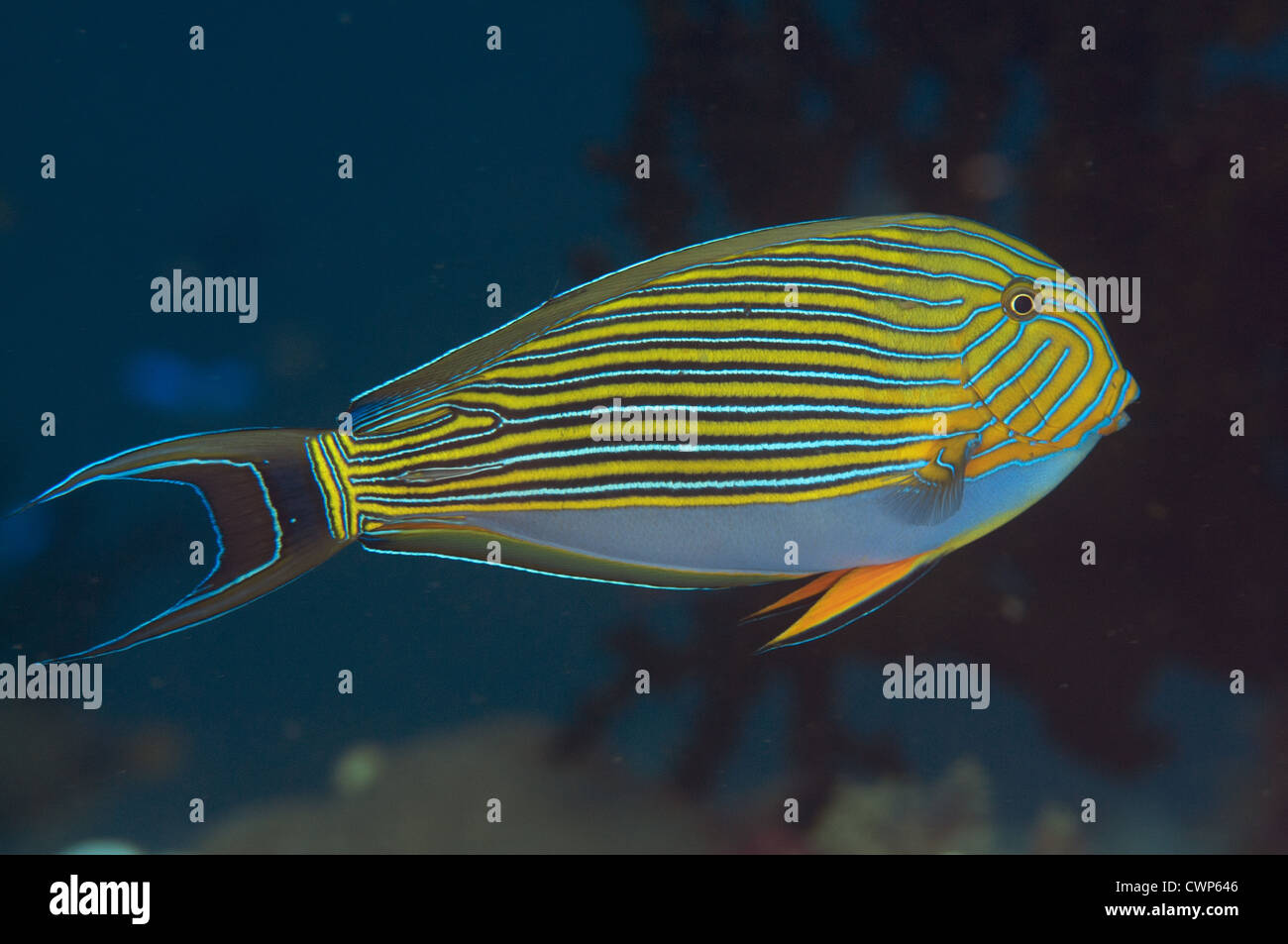 Lined surgeonfish acanthurus lineatus hi-res stock photography and ...