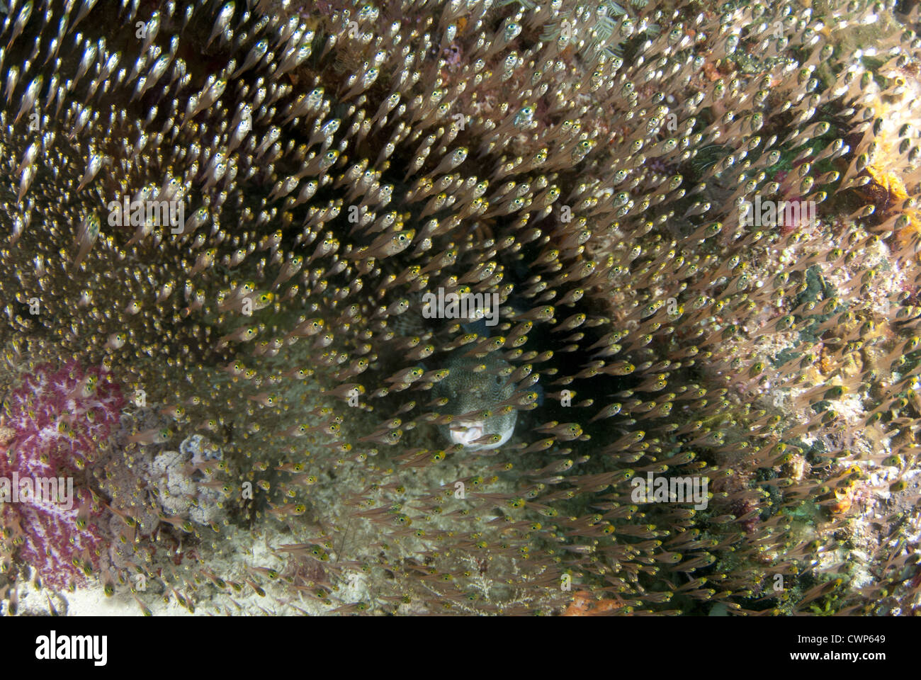 Golden Sweeper (Parapriacanthus ransonneti) shoal, swimming beside Star ...