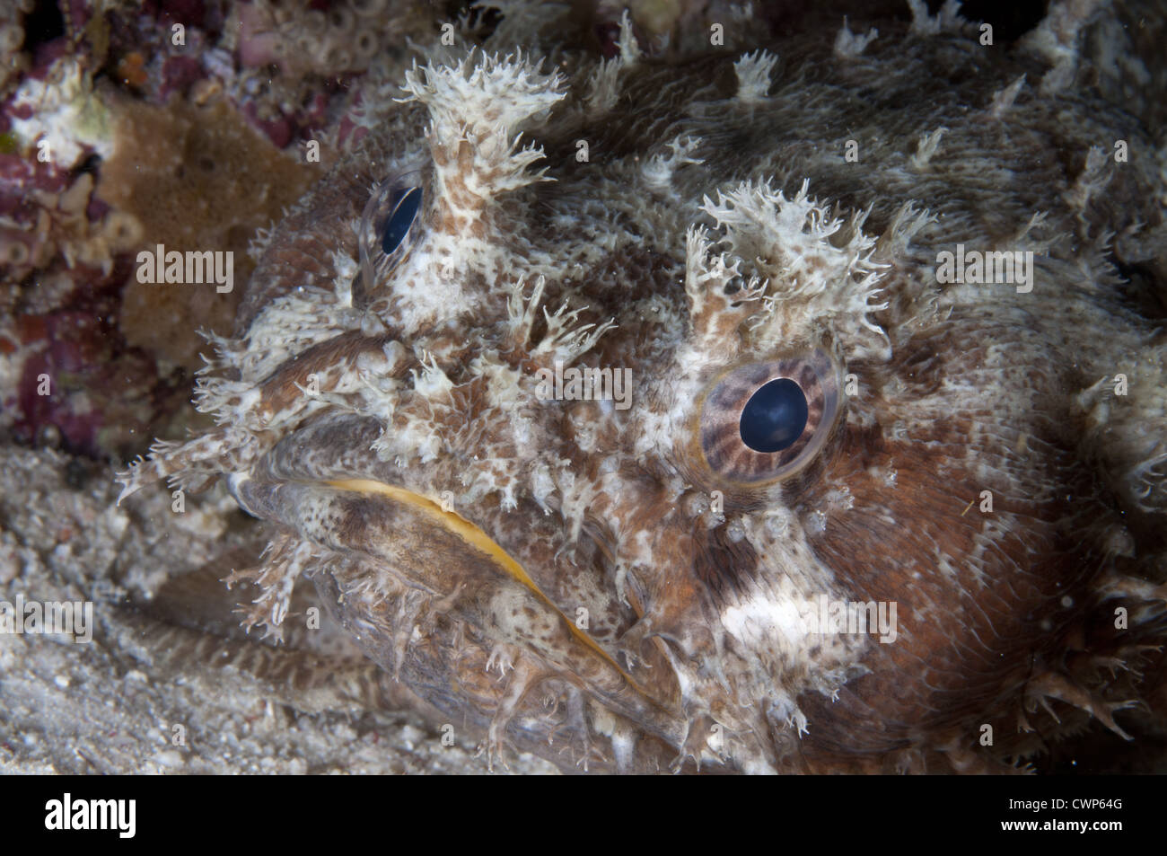 Banded toadfish halophyme diemensis hi-res stock photography and images ...