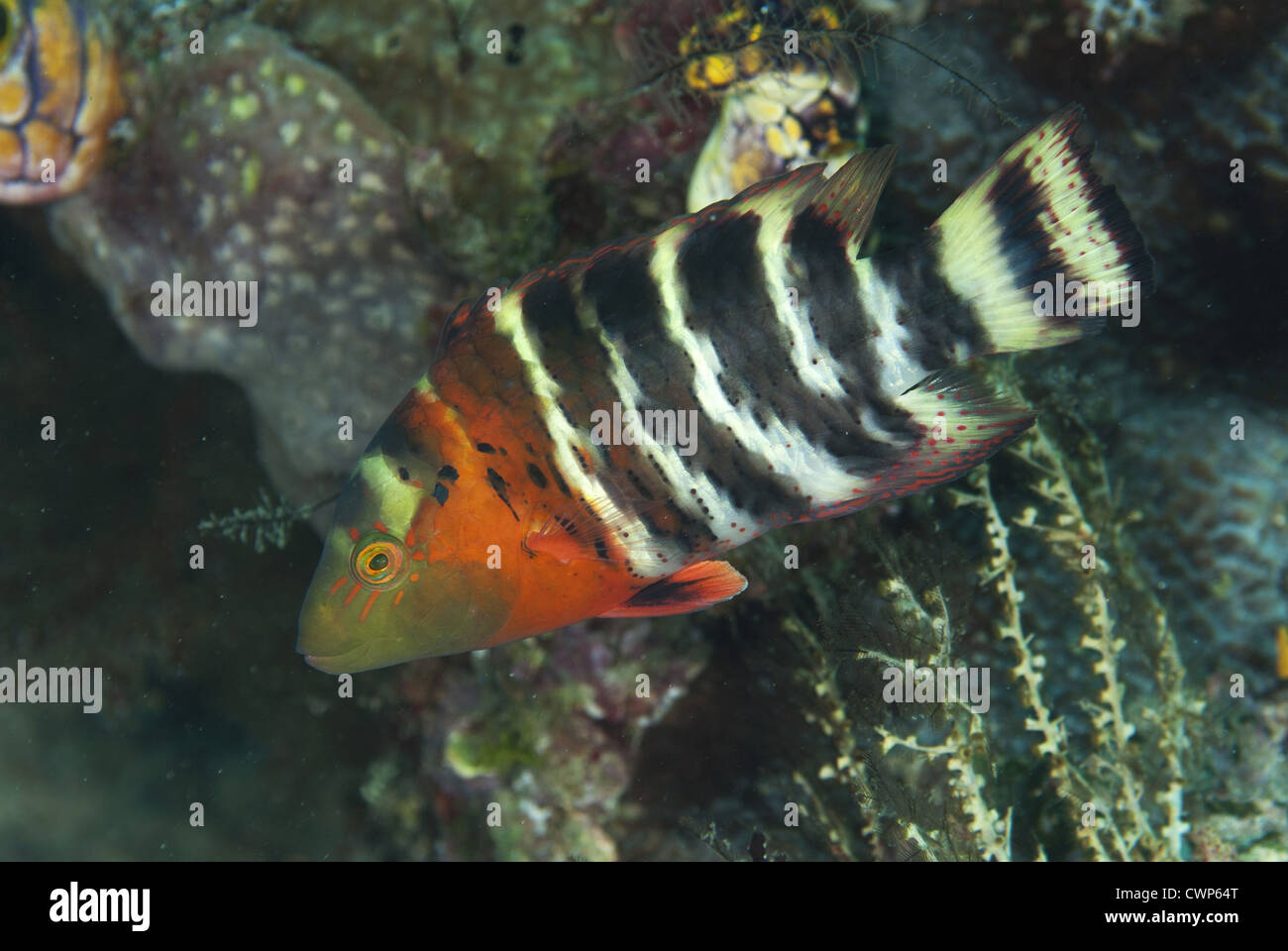 Red-breasted Wrasse (Cheilinus fasciatus) adult, Fiabacet Island, Raja ...