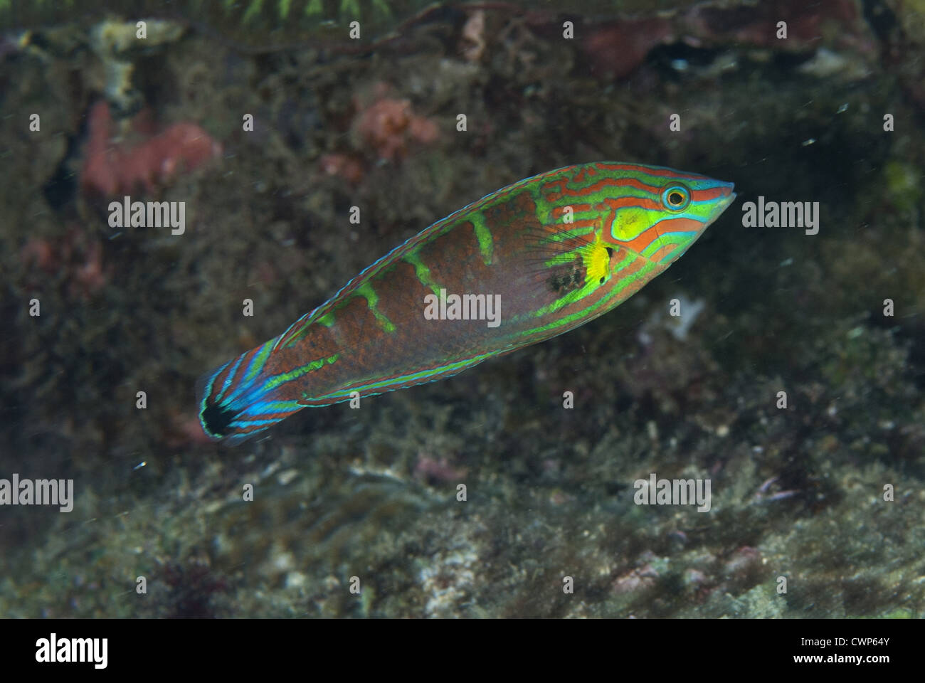 Pin-striped Wrasse (Halichoeres melanurus) adult, swimming, Waigeo ...