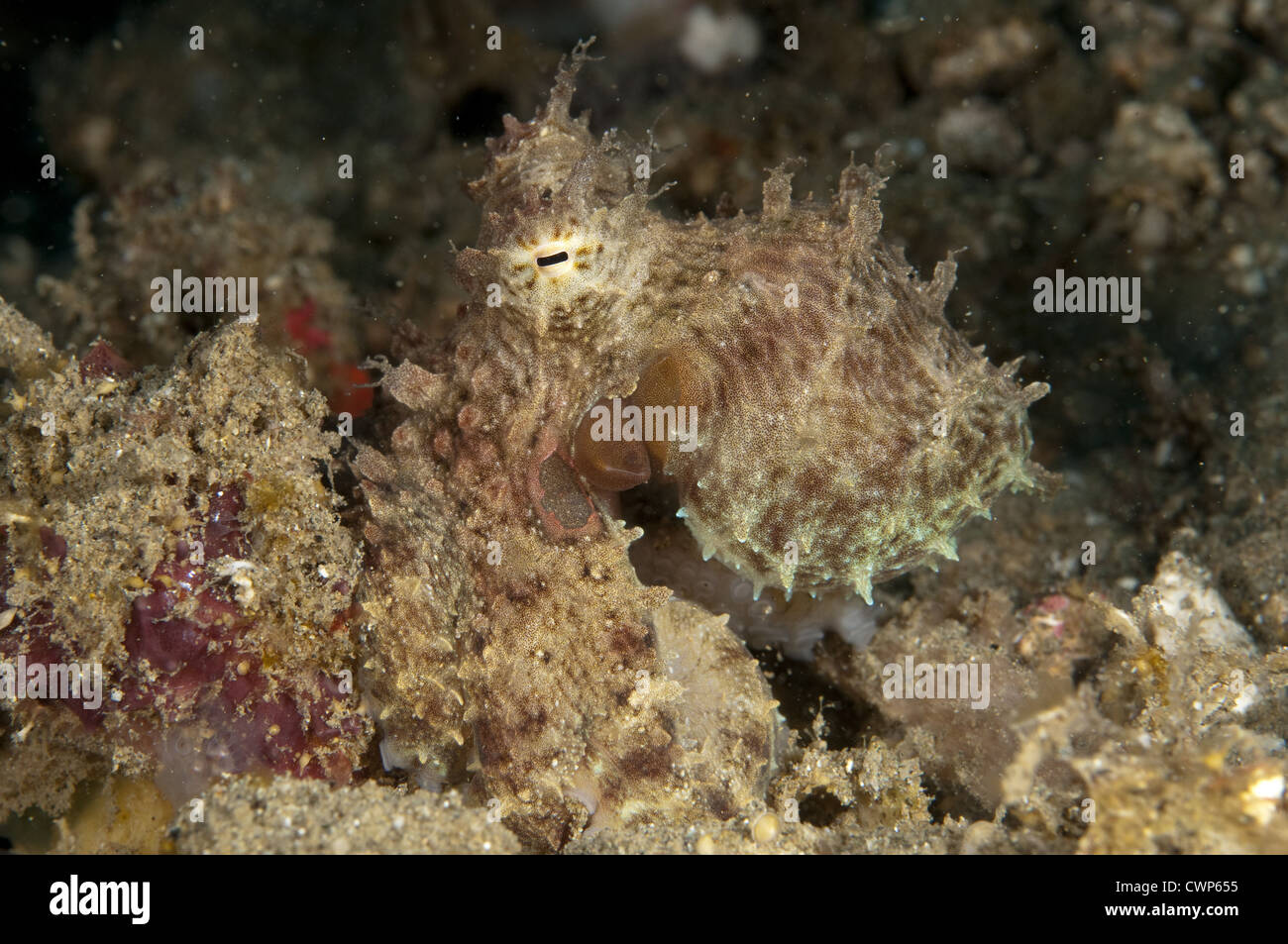 Algae Octopus (Abdopus aculeatus) adult, Ambon Island, Maluku Islands ...