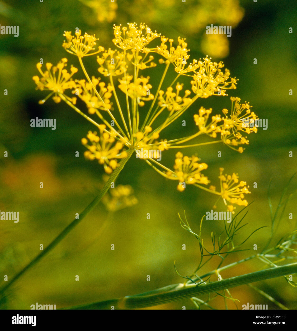 Anethum graveolens, Dill Stock Photo - Alamy