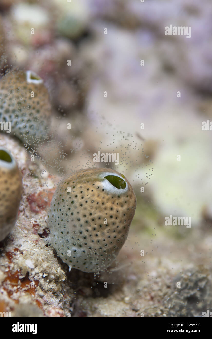 Sea-squirt (Tunicata sp.) spawning at night, Wayilbatan Island, Raja ...