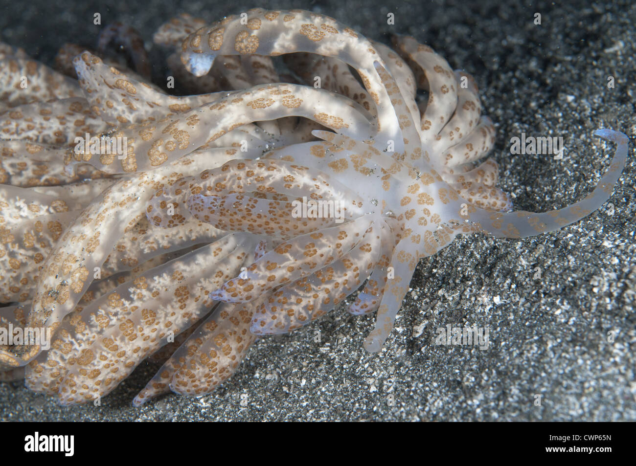 Solar-powered Phyllodesmium Nudibranch (Phyllodesmium longicirrum ...