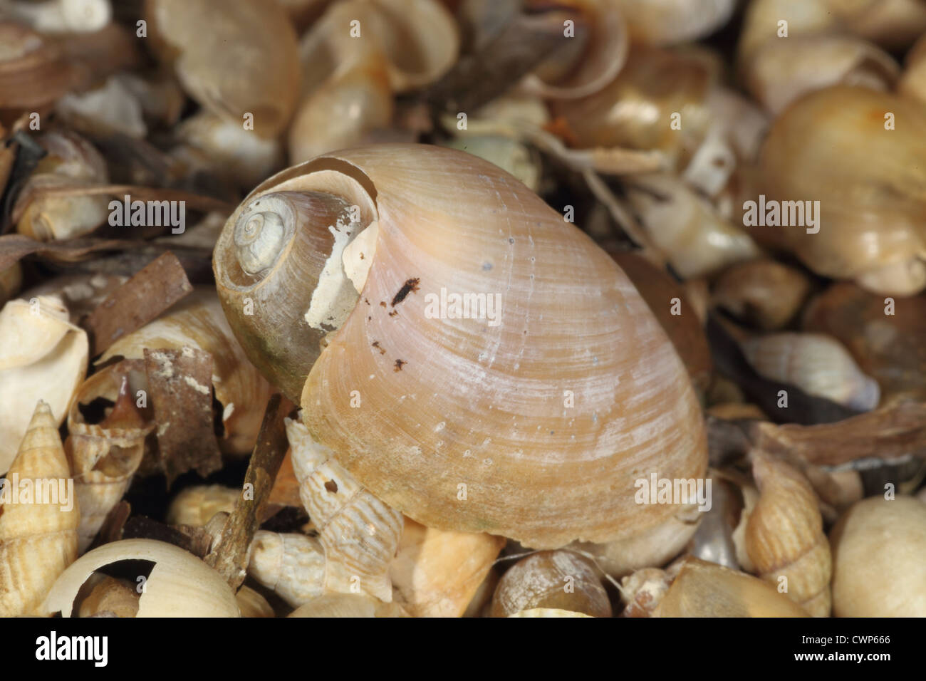 Sea Snail (Akera bullata) empty shell, on strandline, Fleet Lagoon ...