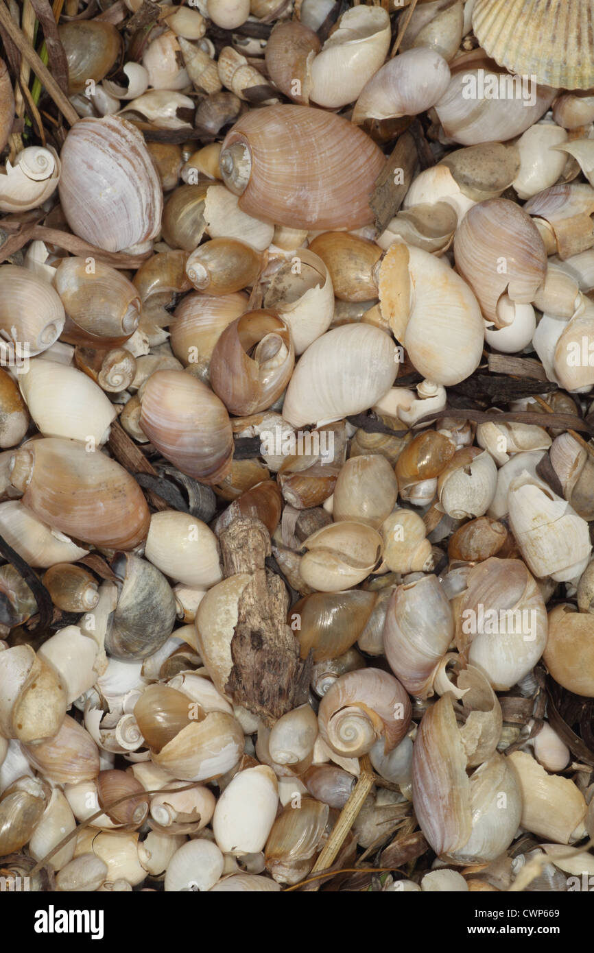 Sea Snail (Akera bullata) empty shells, mass on strandline, Fleet ...