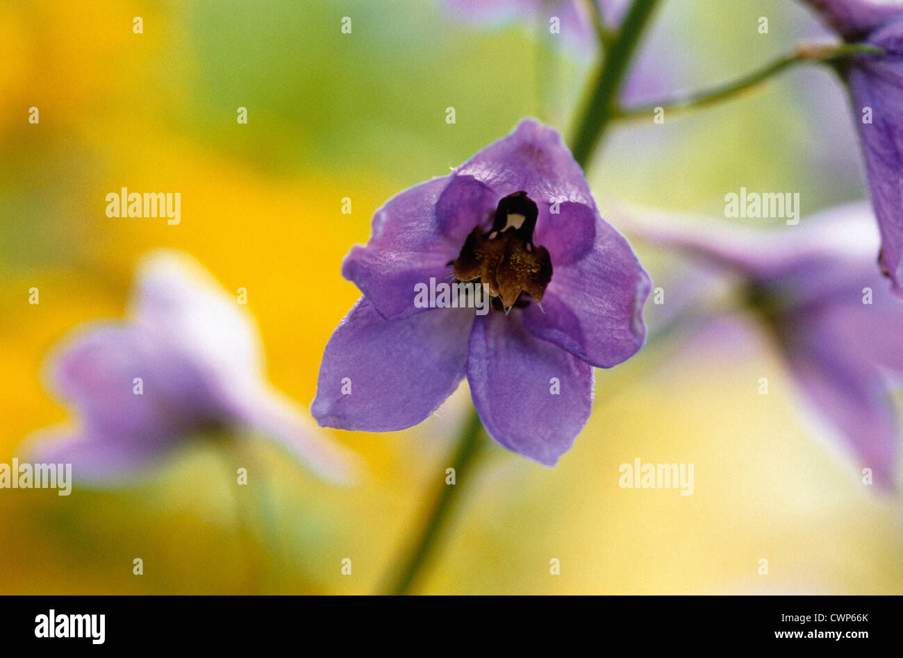 Pale blue delphinium hi-res stock photography and images - Alamy