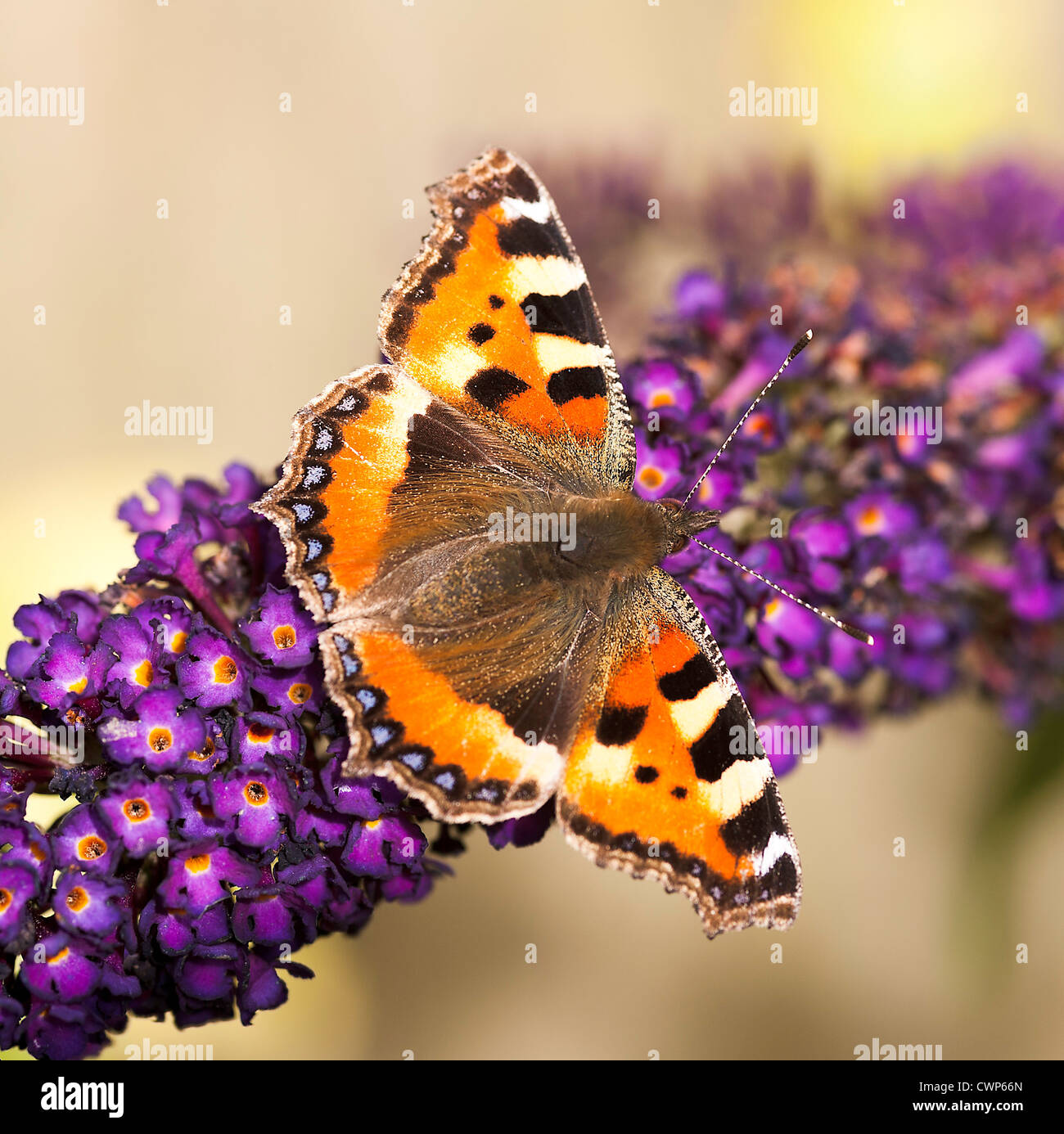 Beautiful Small Tortoiseshell Butterfly on Purple Flowering Buddleja ...