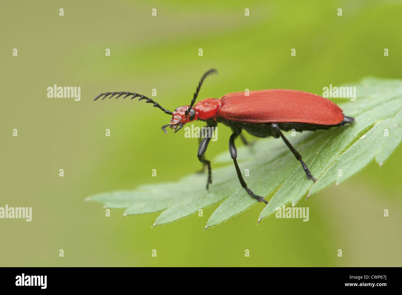 Red Headed Cardinal Beetles High Resolution Stock Photography and ...