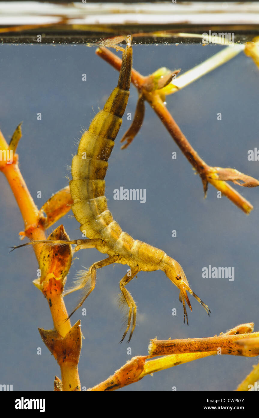 Great diving beetle larva dytiscus marginalis hi-res stock photography ...