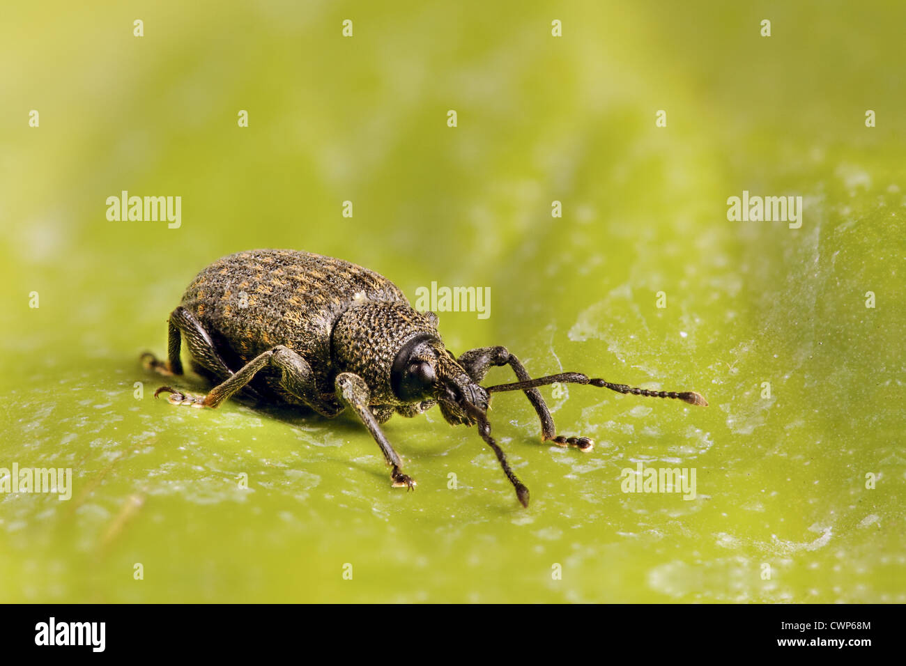 Vine weevils adult hi-res stock photography and images - Alamy