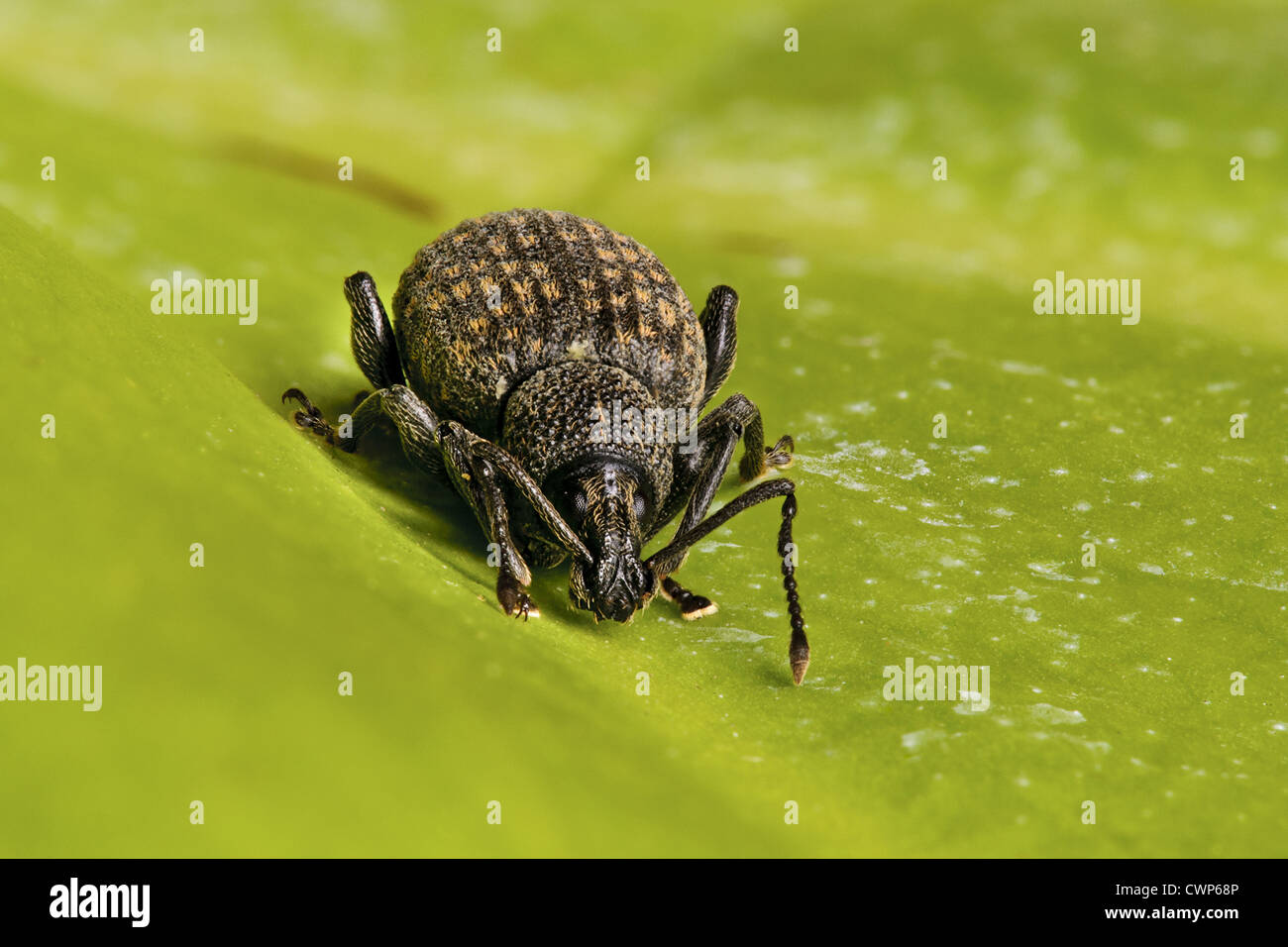 Vine weevils uk garden hi-res stock photography and images - Alamy