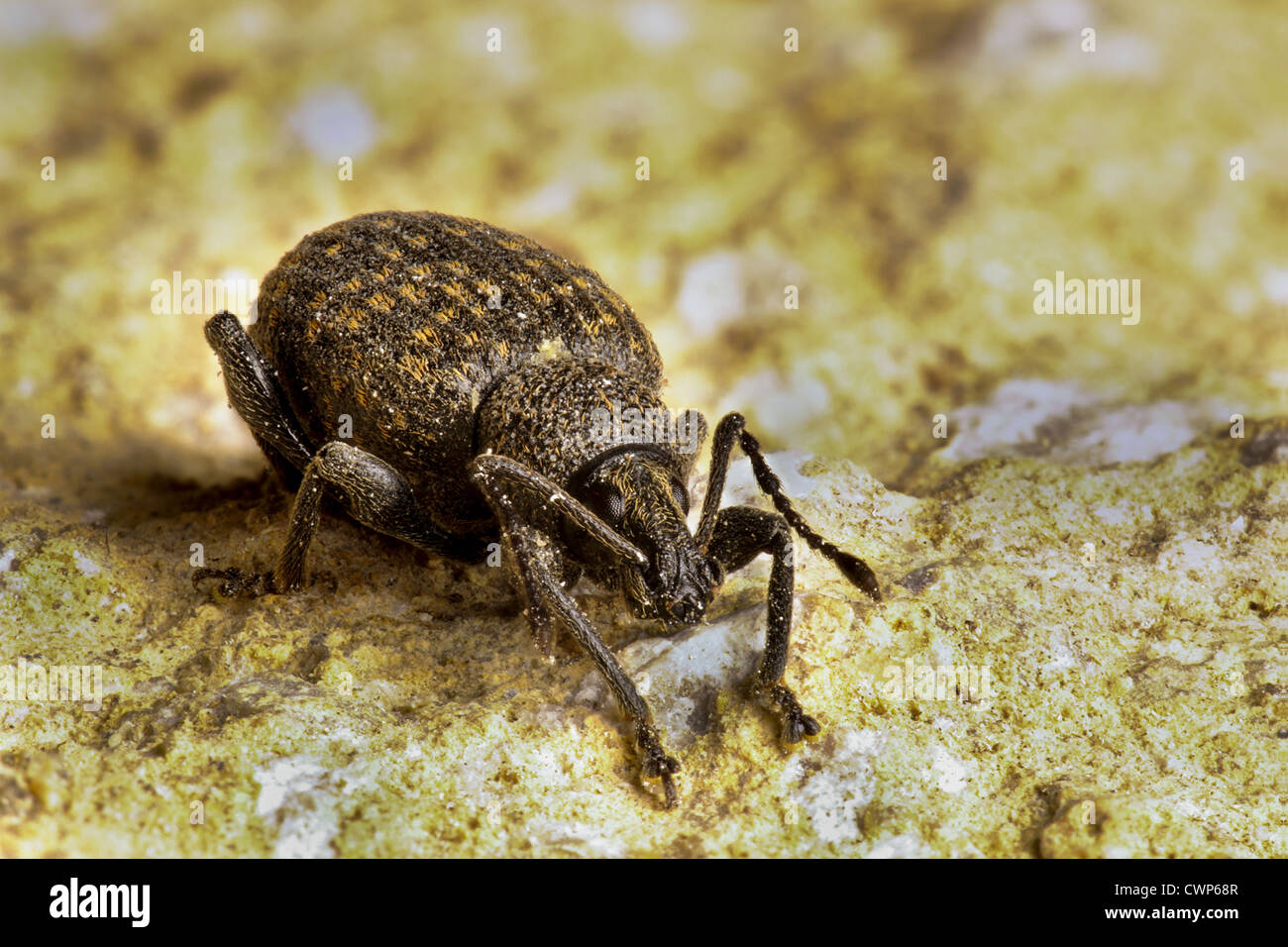 Black Vine Weevil (Otiorhynchus sulcatus) adult, on paving slab in ...