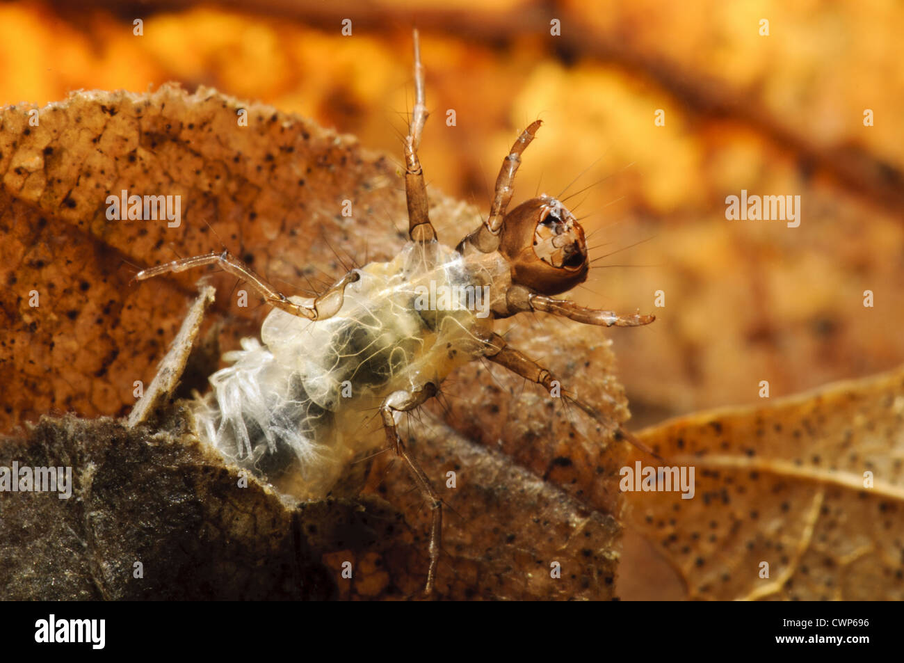 Mottled Sedge Caddisfly (Glyphotaelius pellucidus) larva, in case built ...