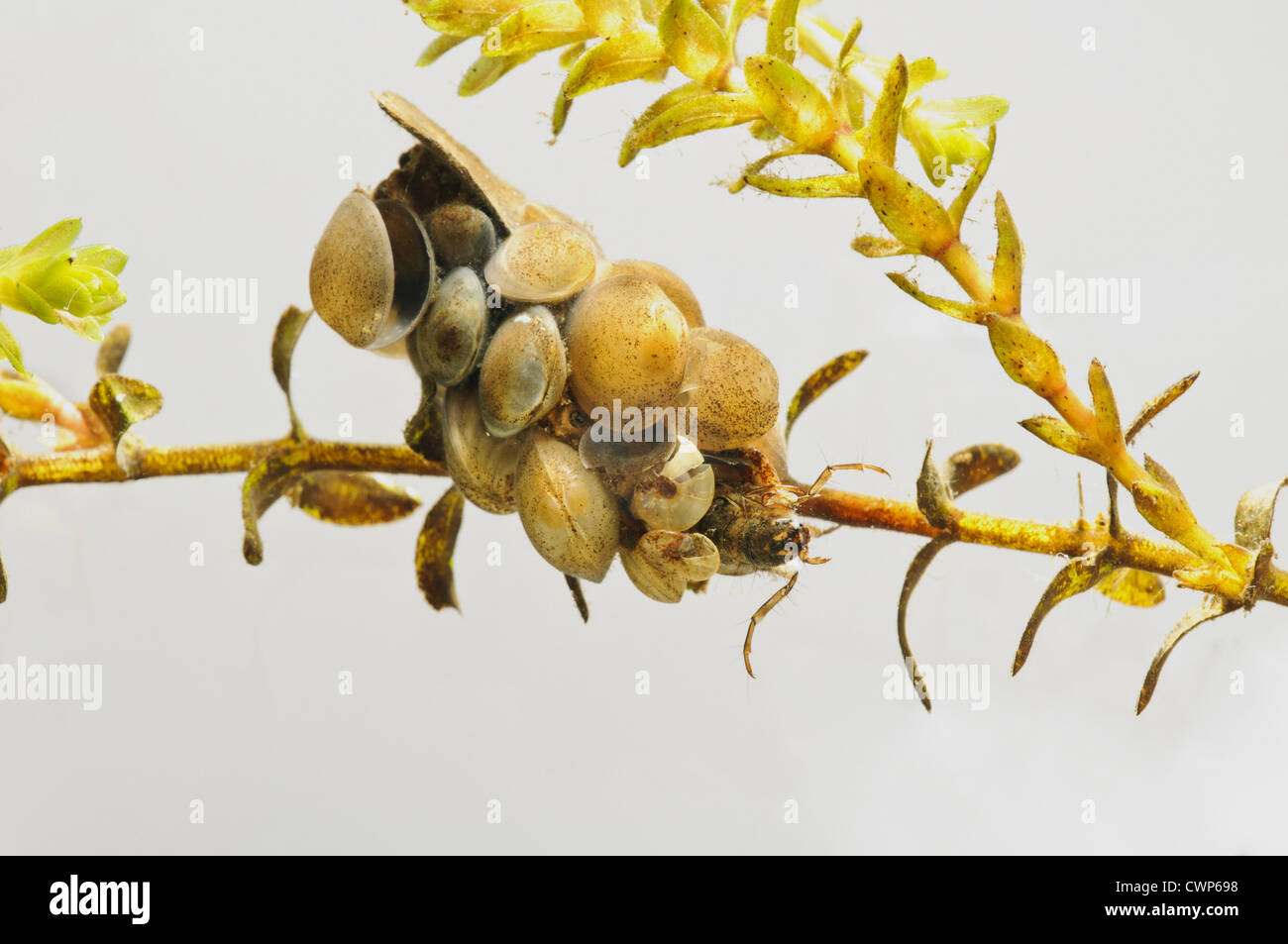 Caddisfly (Trichoptera sp.) larva, with case built from Pea Mussel ...