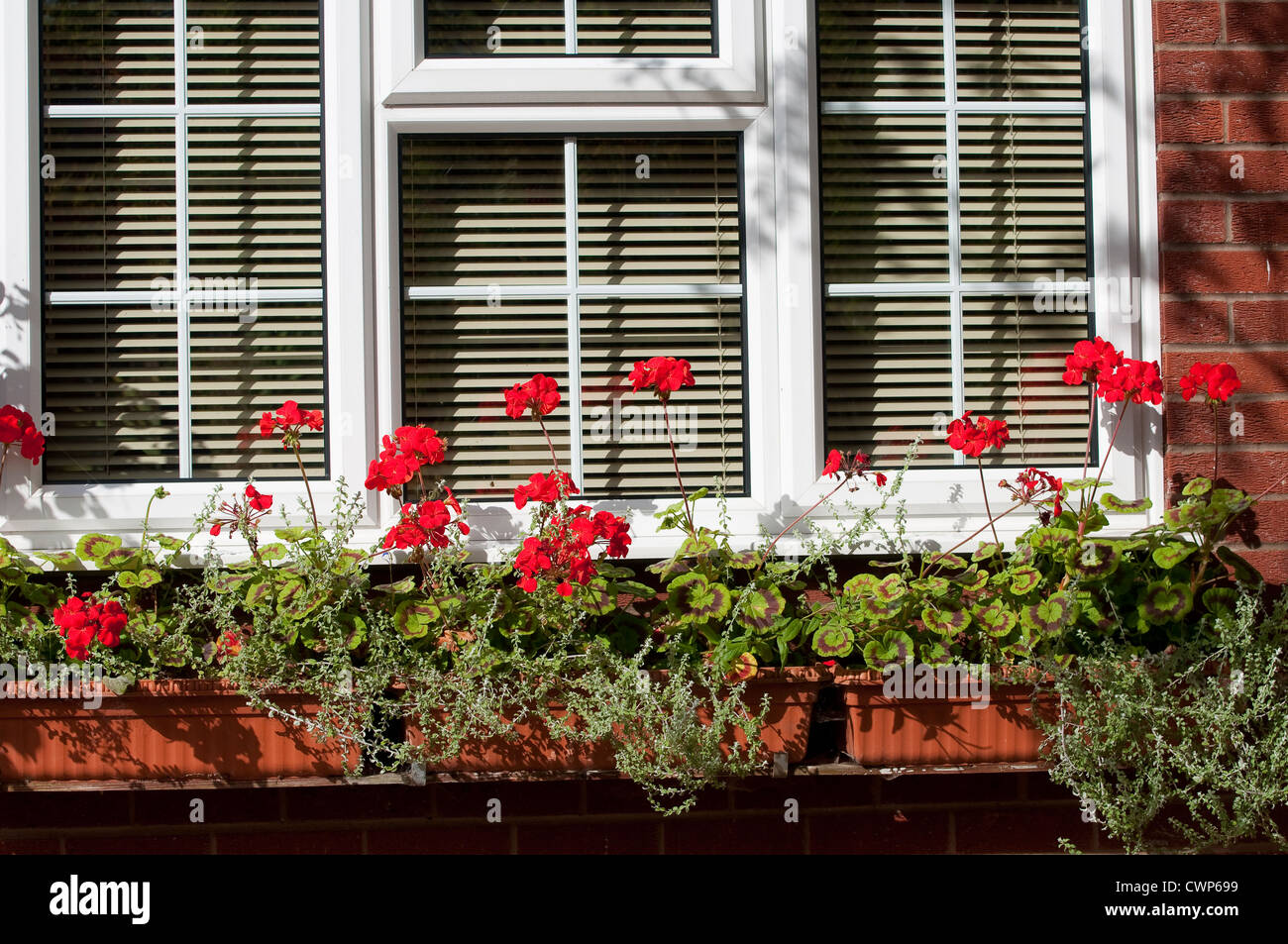Window boxes of geraniums outside a building in England Stock Photo - Alamy
