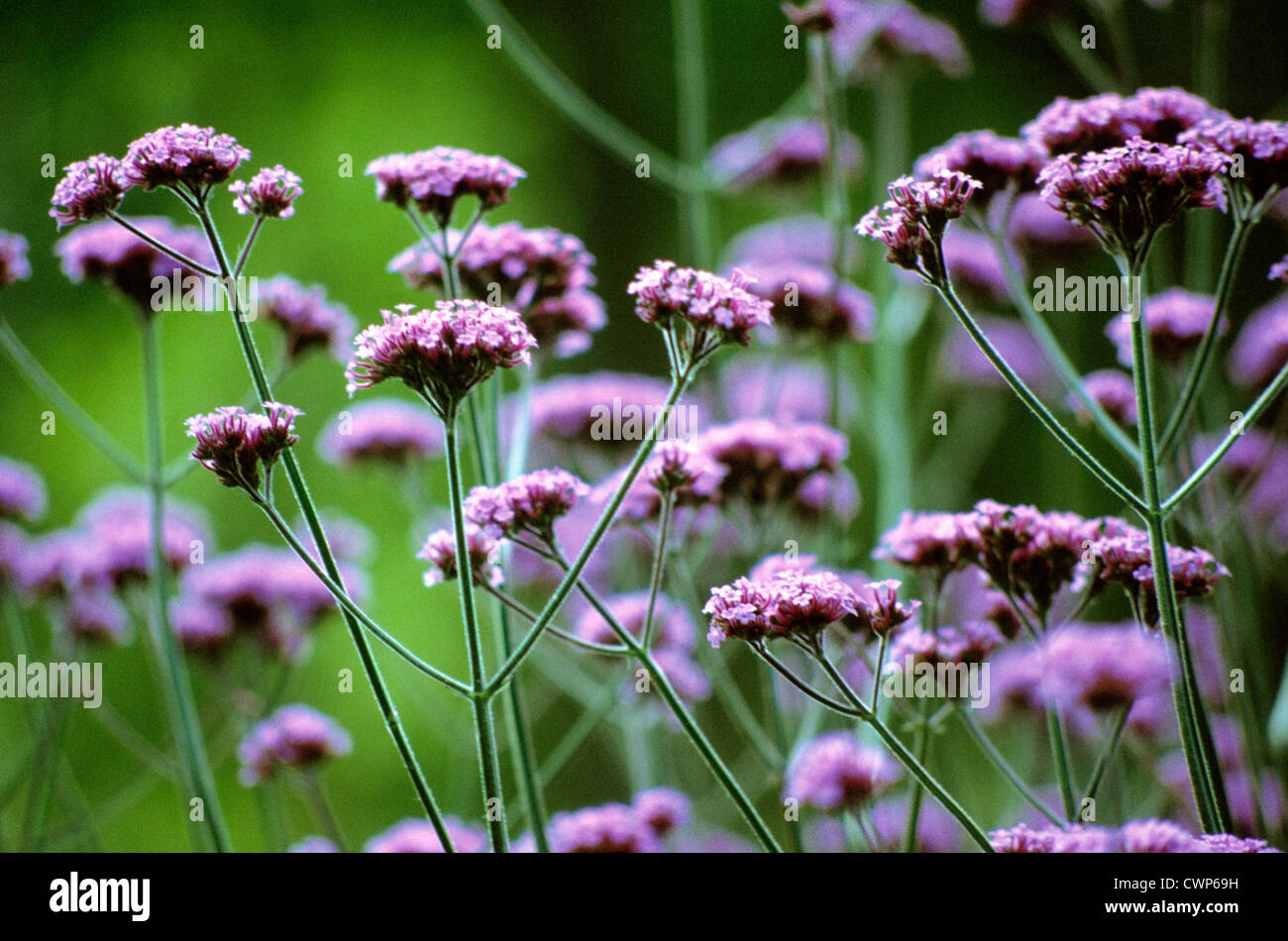 Verbena bonariensis, Verbena, Brazilian verbena Stock Photo - Alamy