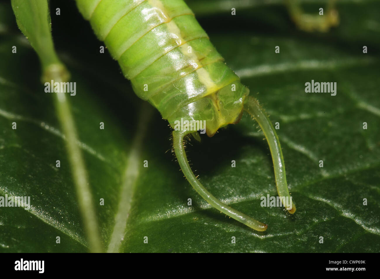 Oak Bush-cricket (Meconema thalassinum) adult male, close-up of rear ...