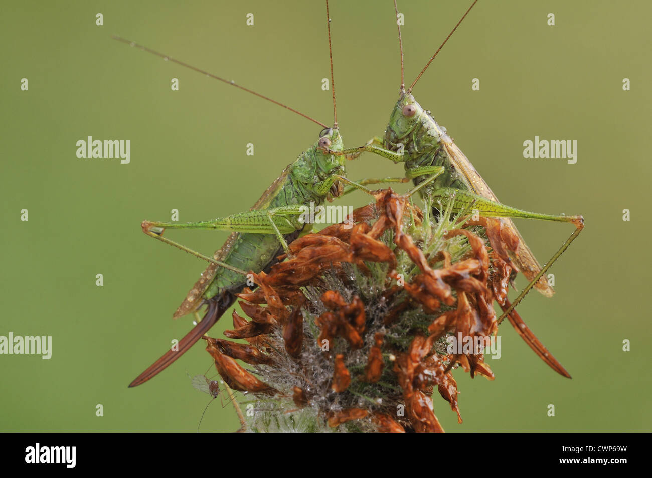 Two winged insects hi-res stock photography and images - Alamy