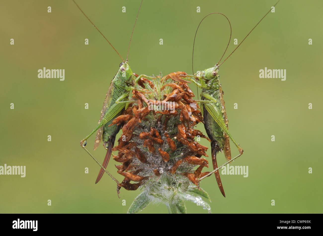 Long Winged Conehead Cricket Conocephalus Discolor High Resolution ...