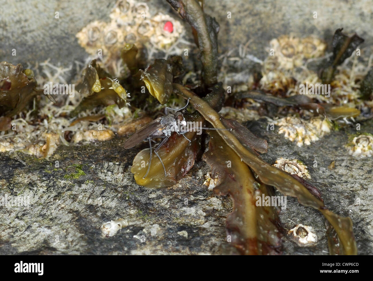 Shore Fly (Aphrosylus celtiber) adult, resting on seaweed, Kimmeridge ...
