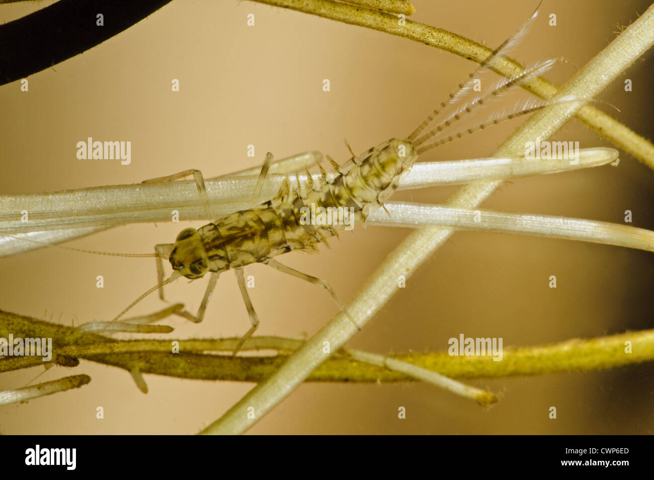 Mayfly nymph hi-res stock photography and images - Alamy