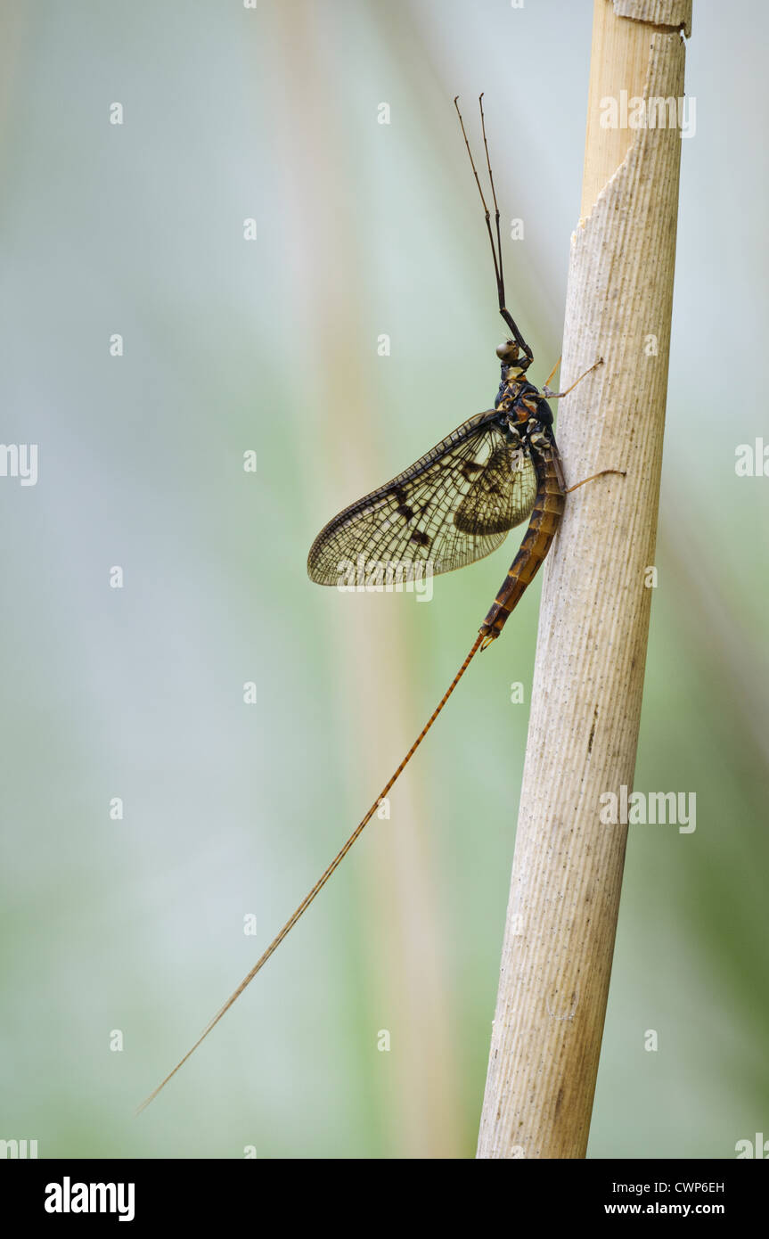 Dark Mayfly (Ephemera vulgata) adult male spinner, resting on reed stem ...