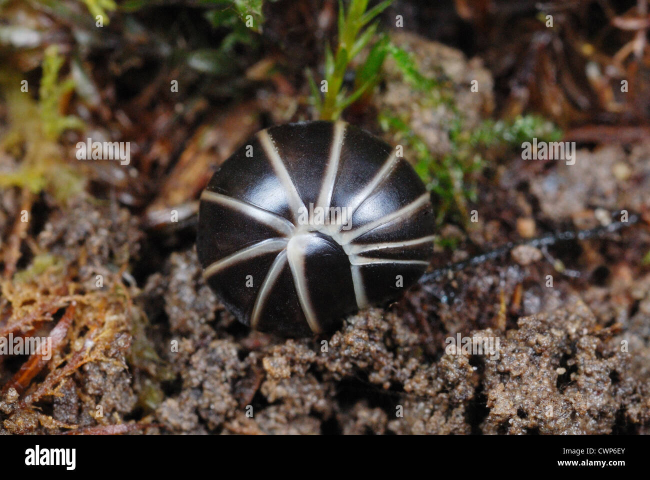 Common Pill Millipede (Glomeris marginata) adult, rolled up in ...
