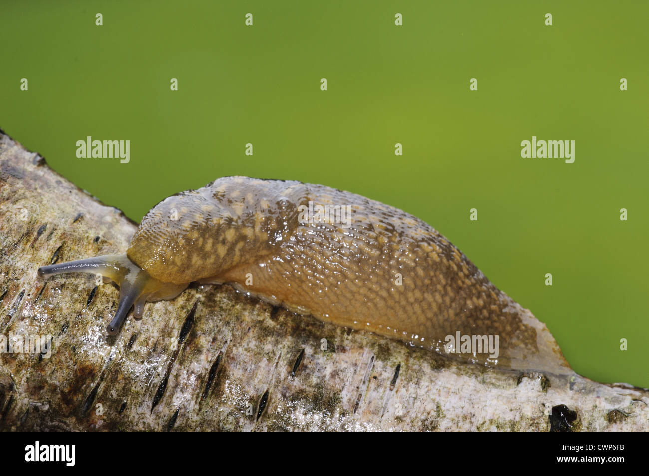 Yellow Slug (Limax flavus) adult, crawling on birch branch during ...