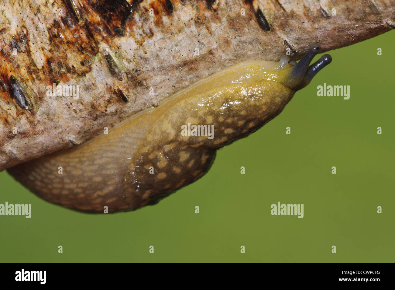 Yellow Slug (Limax flavus) adult, crawling on birch branch during ...